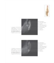 Cross Section of the Thumb: Sagittal View