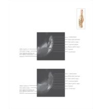 Cross Section of the Thumb: Sagittal View