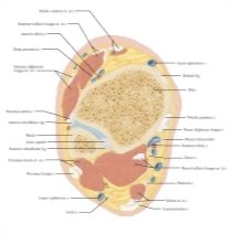 Cross Section of the Ankle and Foot: Axial View