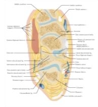 Cross Section of the Ankle and Foot: Axial View