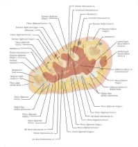 Cross Section of the Ankle and Foot: Coronal View