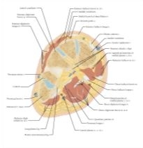 Cross Section of the Ankle and Foot: Coronal View