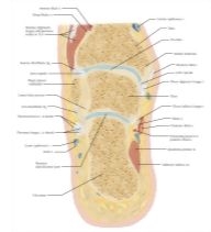 Cross Section of the Ankle and Foot: Coronal View