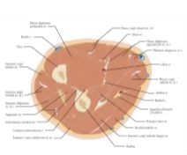 Cross Section of the Forearm: Axial View