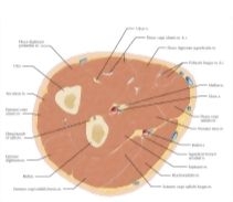 Cross Section of the Forearm: Axial View