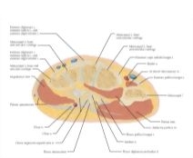 Cross Section of the Hand: Axial View