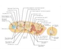 Cross Section of the Hand: Axial View