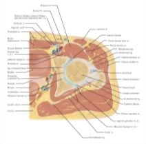 Cross Section of the Hip: Axial View