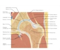 Cross Section of the Hip: Coronal Oblique View