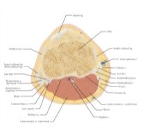 Cross Section of the Knee: Axial View
