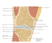 Cross Section of the Knee: Coronal View