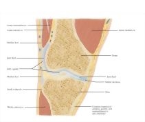Cross Section of the Knee: Coronal View