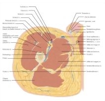 Cross Section of the Thigh: Axial View