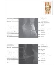 Cross Section of the Knee: Sagittal View