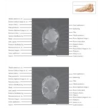 Cross Section of the Ankle and Foot: Axial View