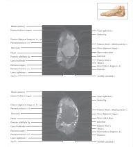 Cross Section of the Ankle and Foot: Axial View
