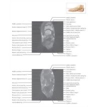 Cross Section of the Ankle and Foot: Axial View