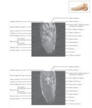 Cross Section of the Ankle and Foot: Axial View