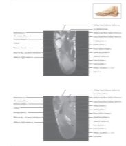 Cross Section of the Ankle and Foot: Axial View
