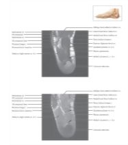 Cross Section of the Ankle and Foot: Axial View
