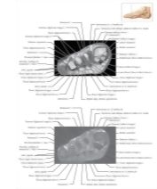 Cross Section of the Ankle and Foot: Coronal View