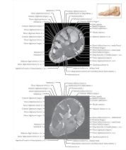 Cross Section of the Ankle and Foot: Coronal View