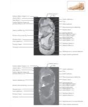 Cross Section of the Ankle and Foot: Coronal View