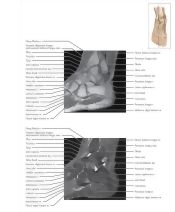 Cross Section of the Ankle and Foot: Coronal View