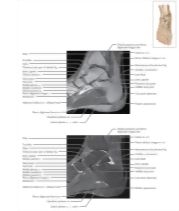 Cross Section of the Ankle and Foot: Coronal View