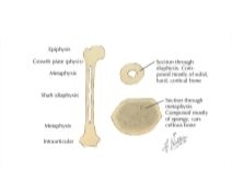Basic Science of Bone