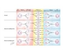 Errors In Chromosomal Sex