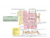 Vitamin D-Resistant Rickets and Osteomalacia Due to Proximal and Distal ...
