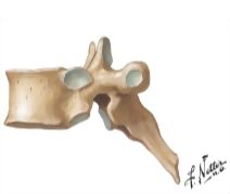T6 Vertebra: Lateral View