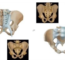 Bony Framework: Anterior and Posterior Views