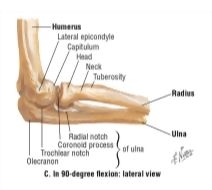 Right Elbow In 90-Degree Flexion: Lateral View