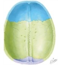 Calvaria: Inferior View