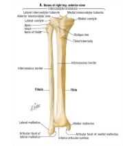 Bones of Right Leg: Anterior View