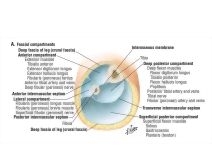 Fascial Compartments