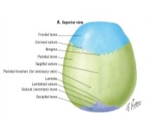Calvaria: Superior View