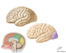 Occipital Cortex and Projections