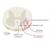 Renshaw Cell Bias