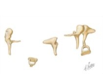 Boundaries of the Middle Ear