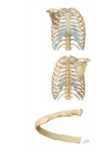 Osteology: Thorax