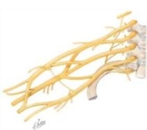 Nerve Supply: Upper Limb