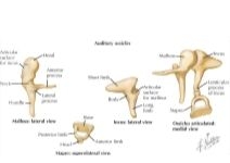 Boundaries of the Middle Ear