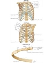 Osteology: Thorax