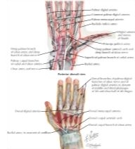 Vascular Supply: Upper Limb