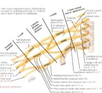 Nerve Supply: Upper Limb
