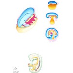 Development of Bladder and Ureter: Formation of the Cloaca
