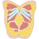 Abdomen Coronal 1